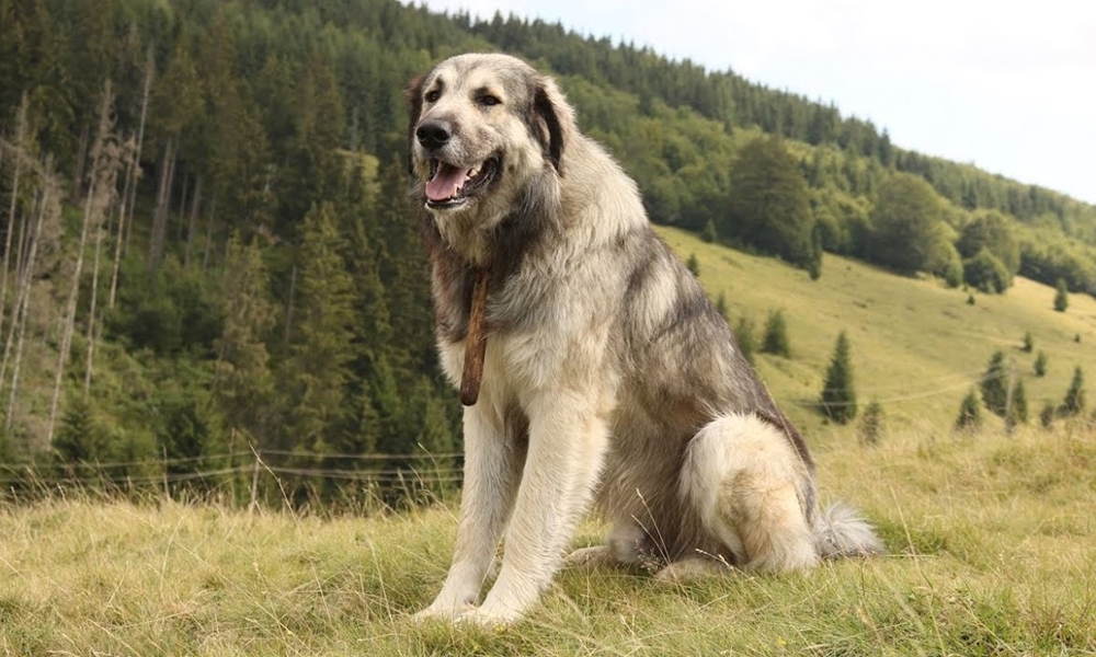 Care sunt rasele de caini mari? - Faude